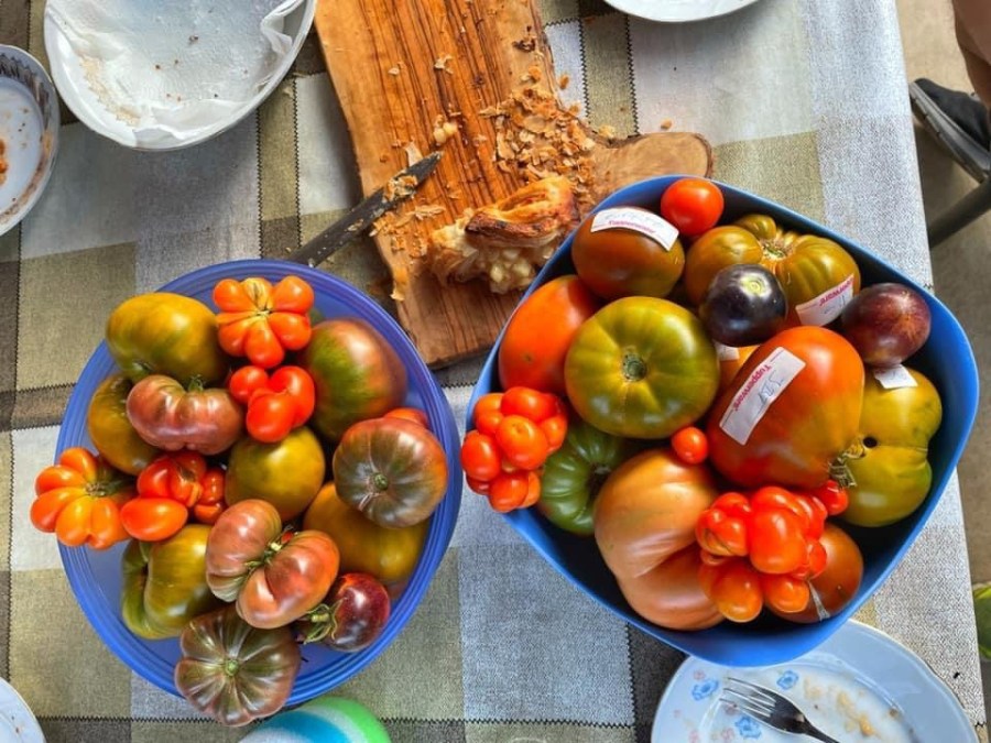 Najbolje sorte paradajza – TOMATO BOX