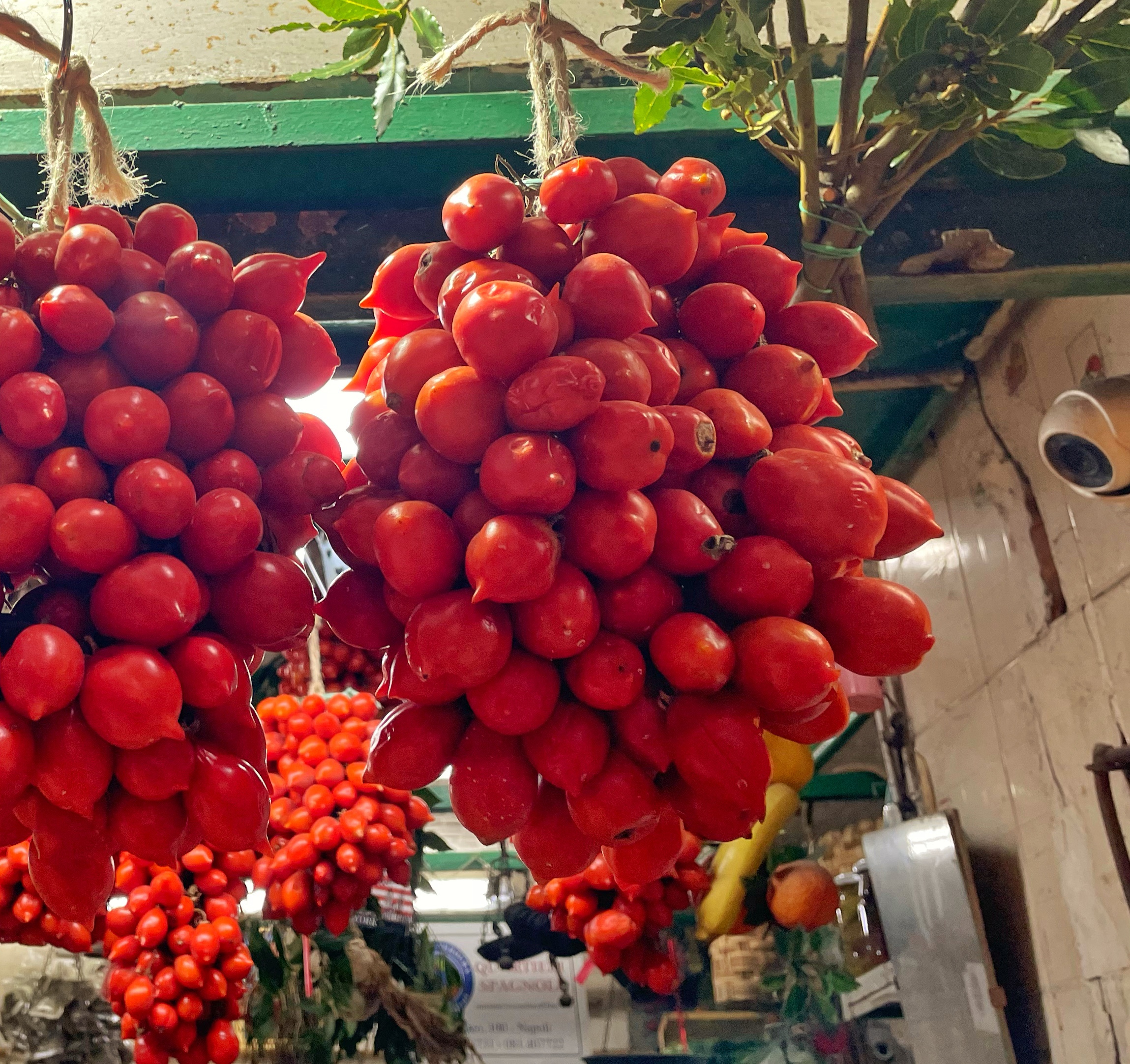 Najbolje sorte paradajza za 2025. godinu – TOMATO BOX