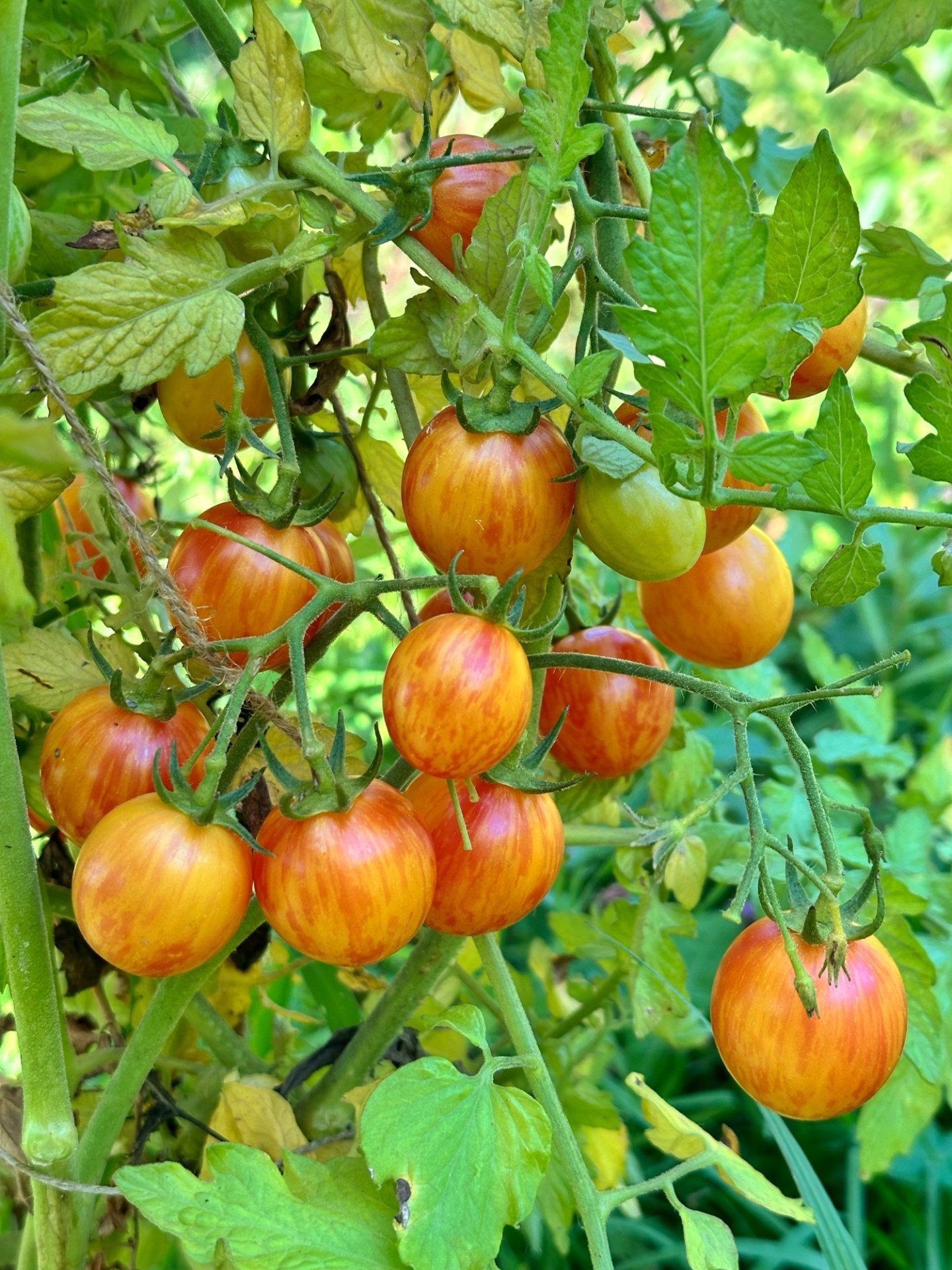 Najbolje sorte paradajza za 2025. godinu – TOMATO BOX