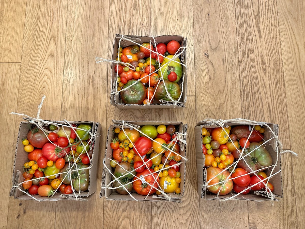 Najbolje sorte paradajza za 2025. godinu – TOMATO BOX