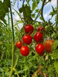 Najbolje sorte paradajza za 2025. godinu – TOMATO BOX