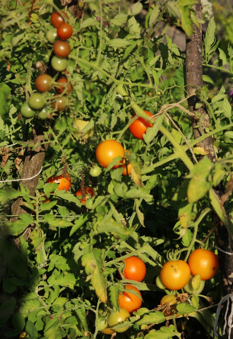 Najbolje sorte paradajza za 2025. godinu – TOMATO BOX