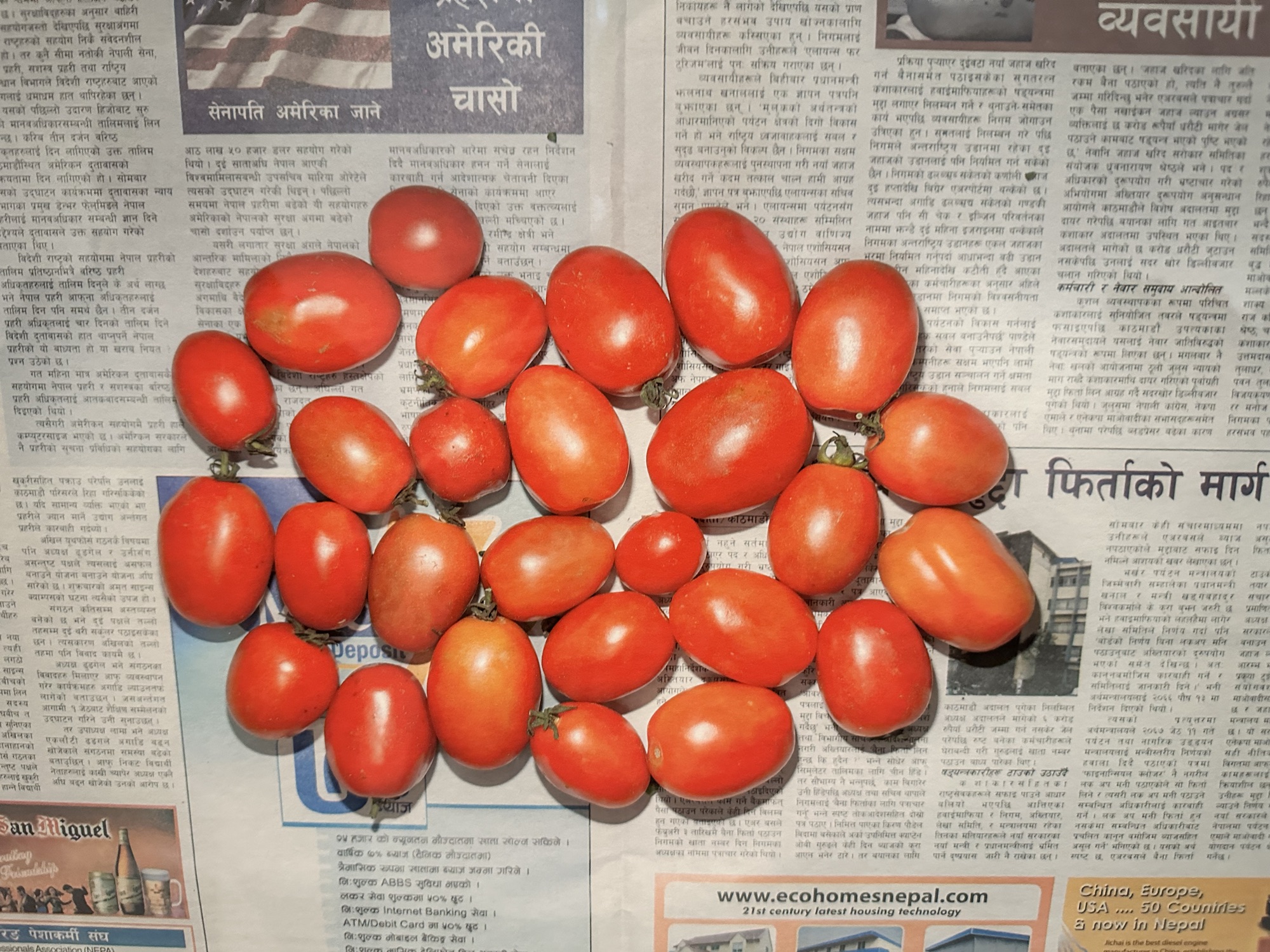 Najbolje sorte paradajza za 2025. godinu – TOMATO BOX
