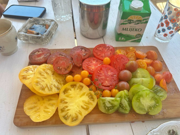 Najbolje sorte paradajza za 2025. godinu – TOMATO BOX