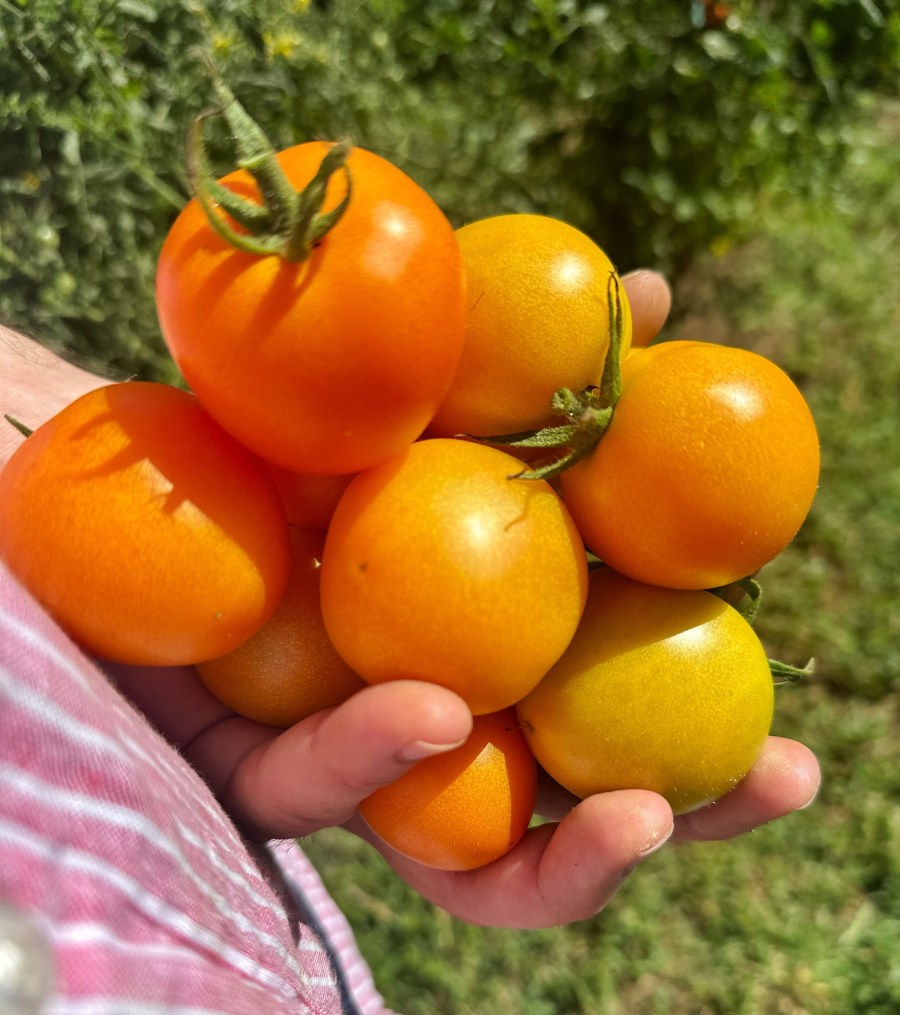 Najbolje sorte paradajza za 2025. godinu – TOMATO BOX