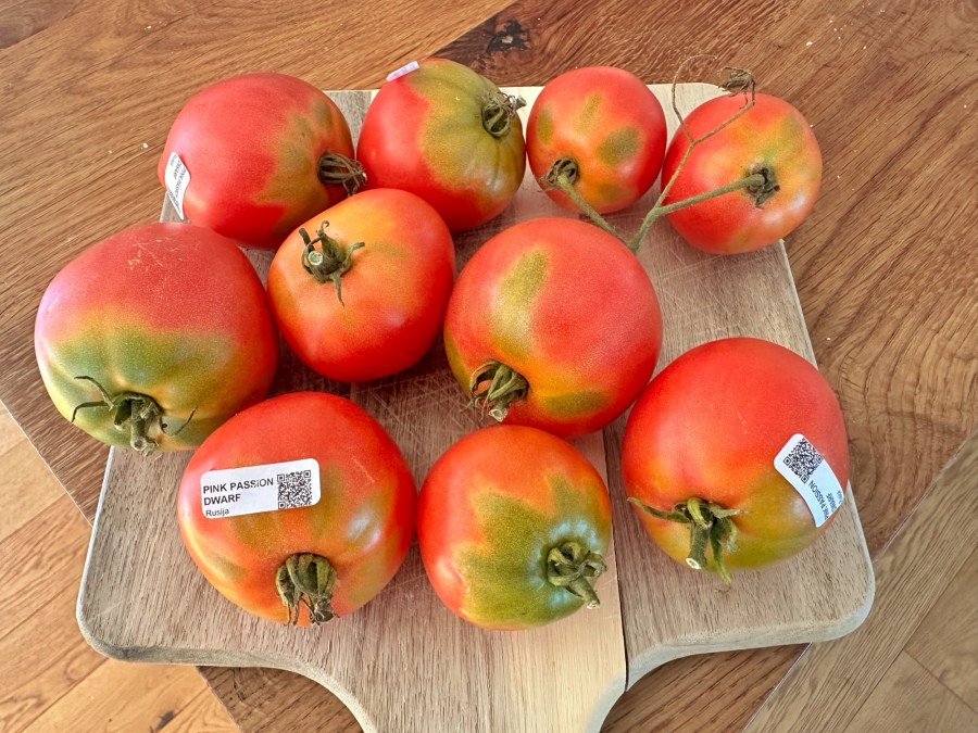 Najbolje sorte paradajza za 2025. godinu – TOMATO BOX