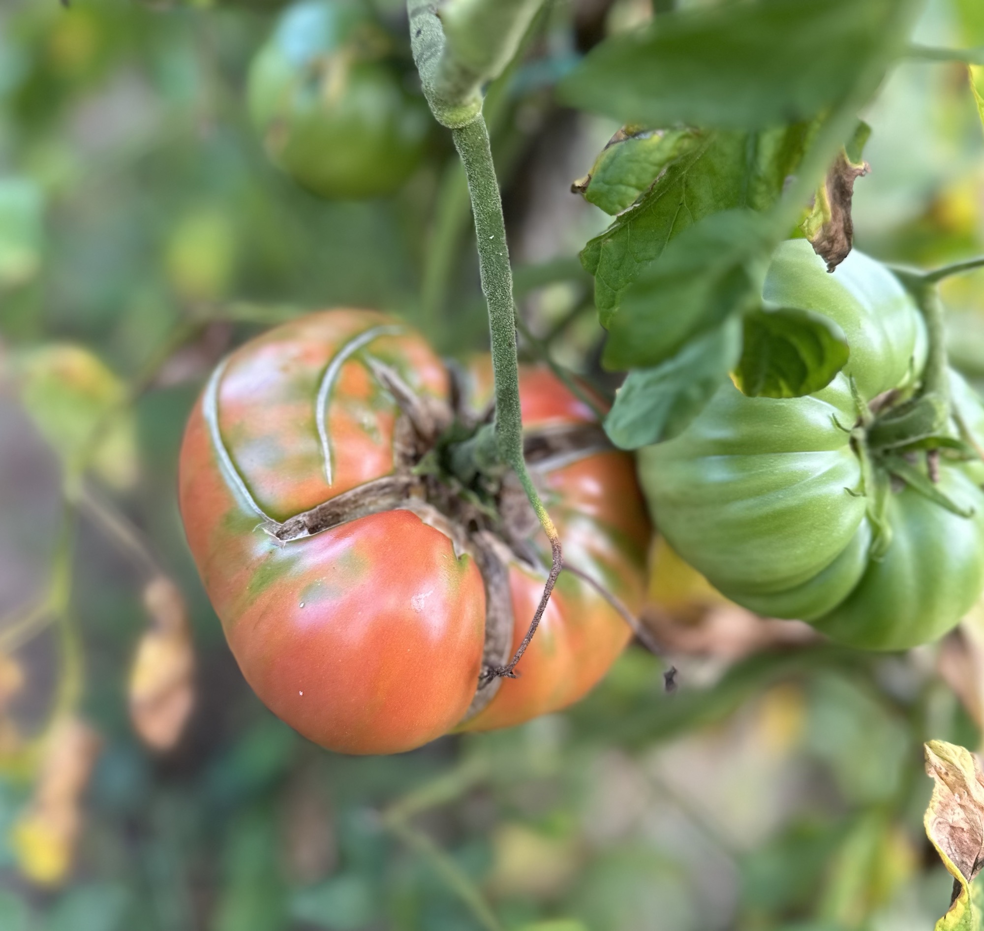 Najbolje sorte paradajza za 2025. godinu – TOMATO BOX