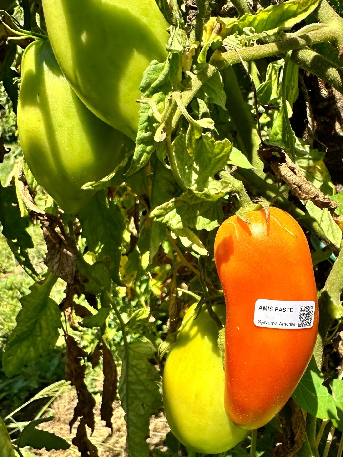 Najbolje sorte paradajza za 2025. godinu – TOMATO BOX